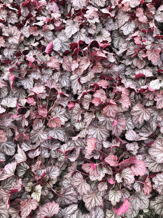 Heuchera 'Carnival Rose Granita' Coral Bells Fit For A King ...
