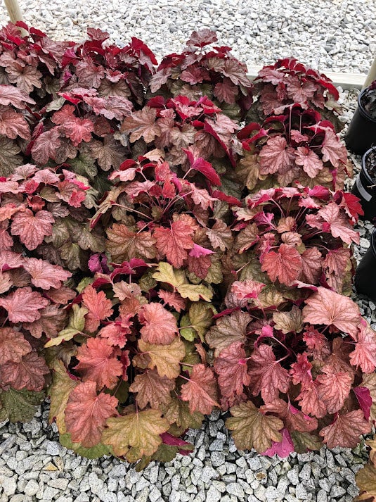Heuchera 'Carnival Watermelon' Coral Bells | Transplant Nursery, Inc