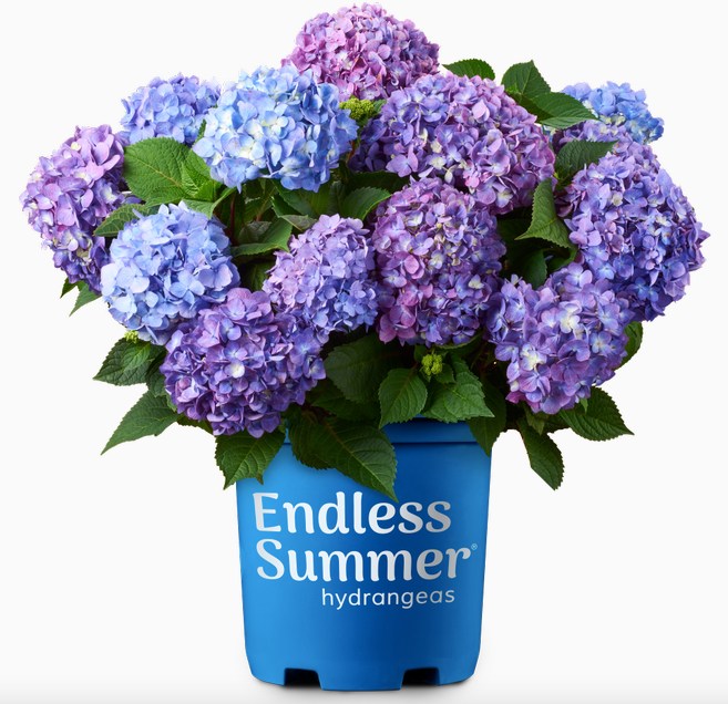 Endless Summer® BloomStruck® Bigleaf Hydrangea macrophylla 'PIIHM-II ...