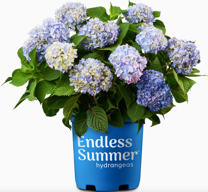 Endless Summer® The Original Bigleaf Hydrangea macrophylla 'Bailmer ...