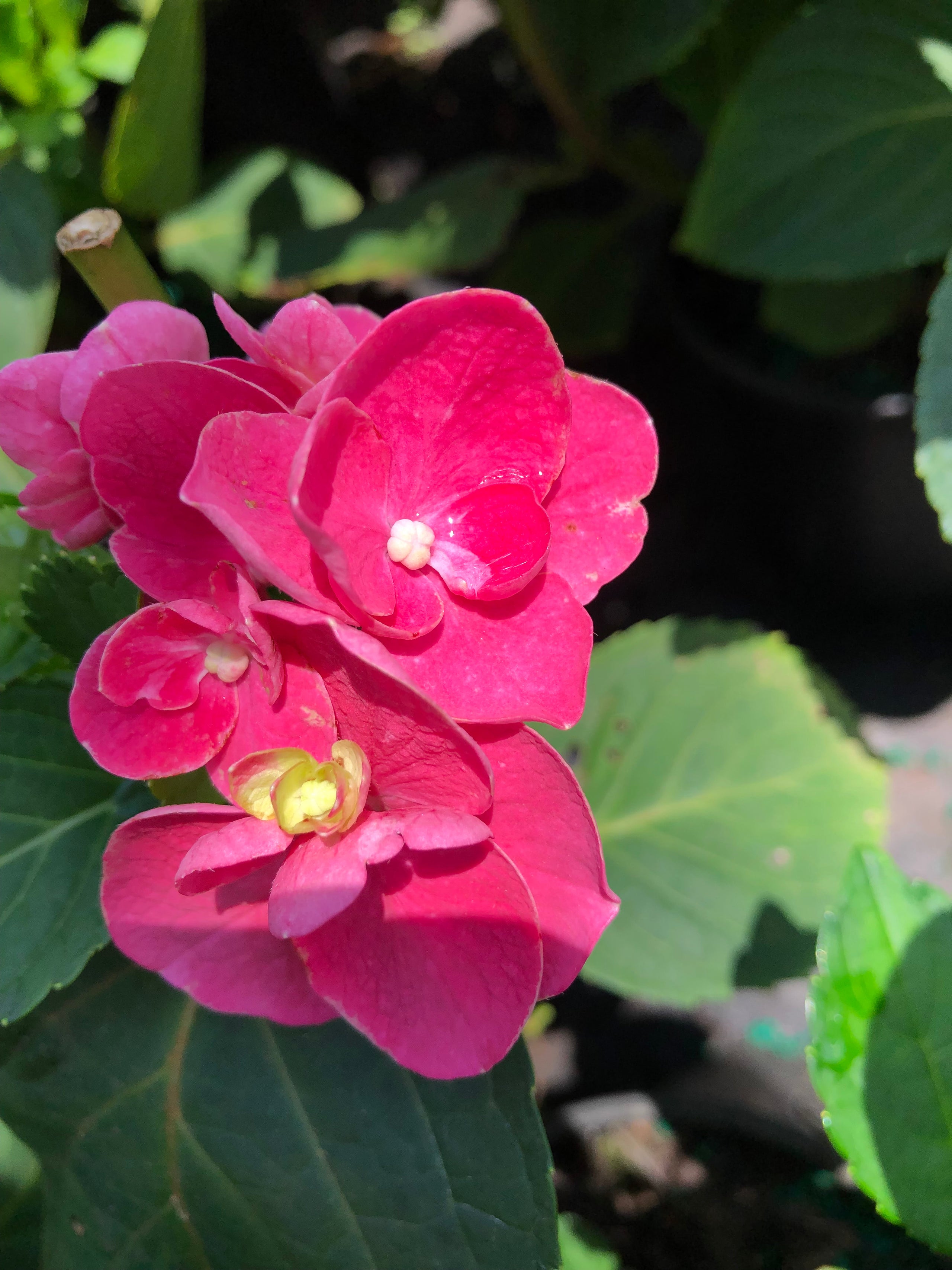 Star® Cherry Explosion Hydrangea macrophylla 'McKay' PP 28,757 ...