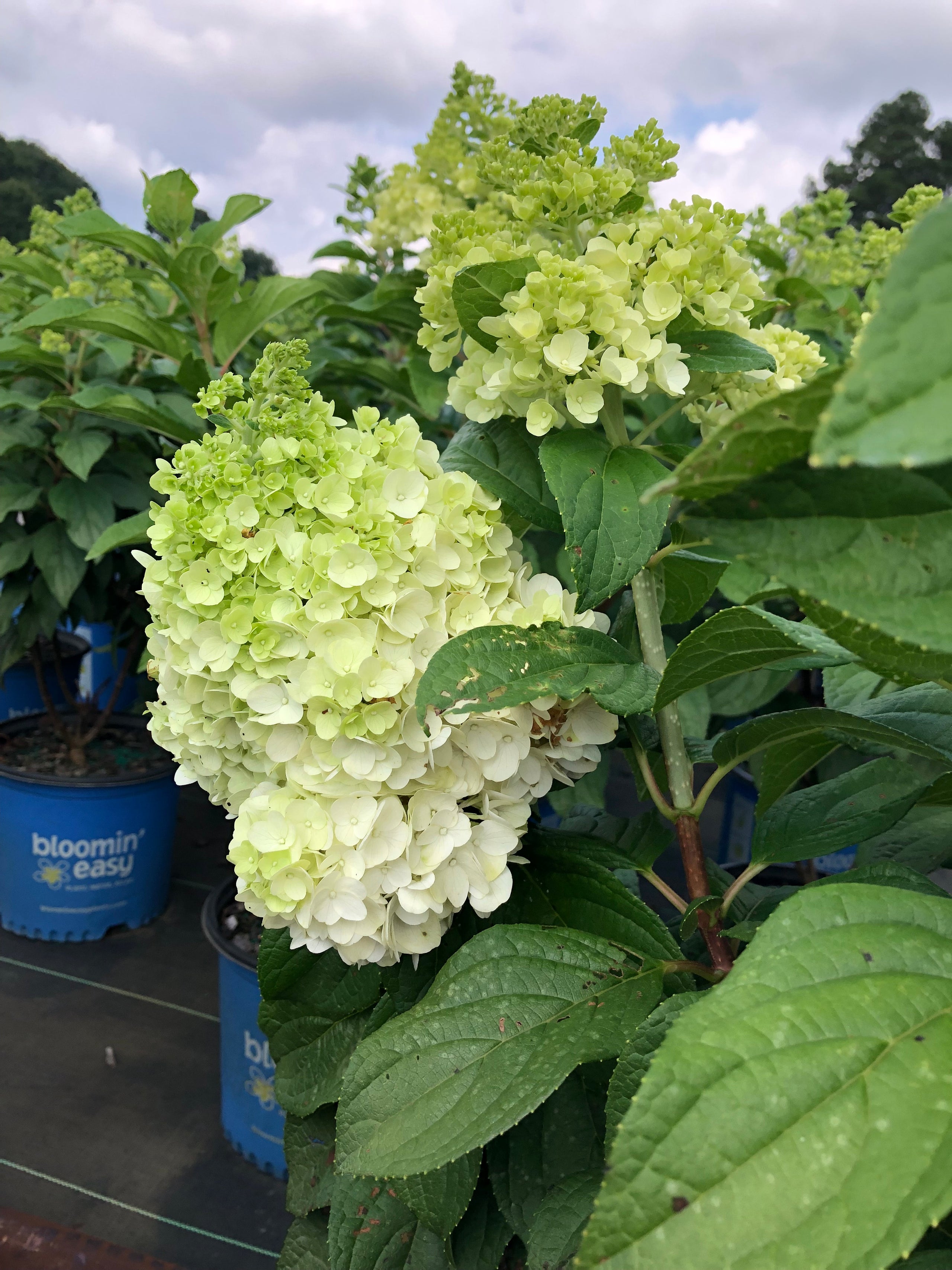 Bloomin' Easy® Moonrock™ Hydrangea paniculata 'Kolmakilima' USPPAF ...