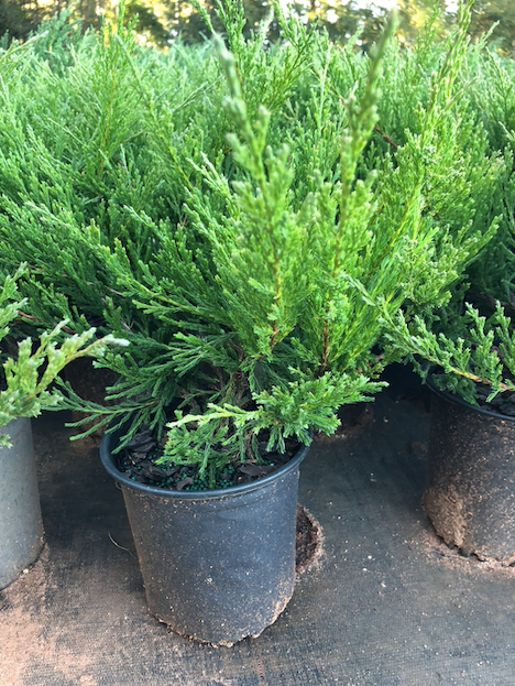 Andorra Compacta Juniper | Transplant Nursery, Inc