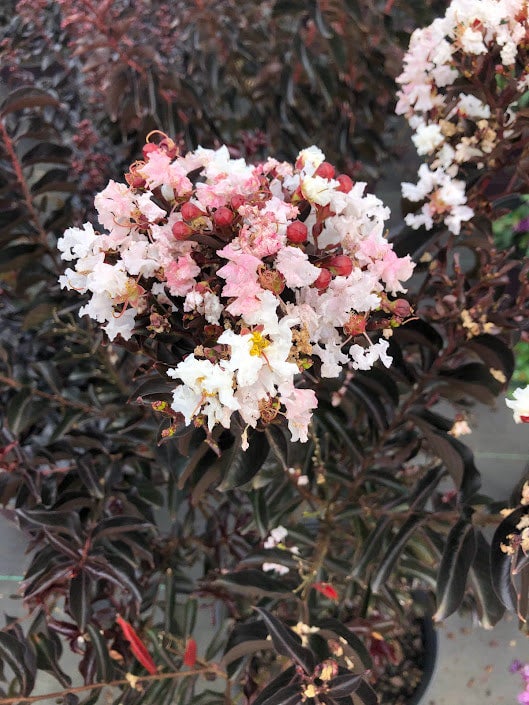 First Editions® Moonlight Magic™ Lagerstroemia 'PIILAG-IV' PP25,478 ...