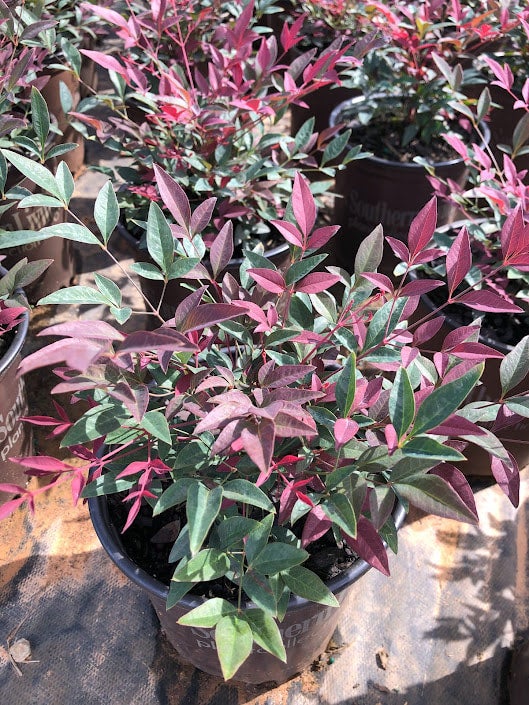 Southern Living® Obsession™ Nandina domestica 'Seika' PP21891 ...