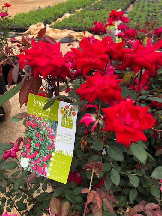 Star® The Double Knock Out® Rose Rosa 'Radtko' PP 16,202 | Transplant ...