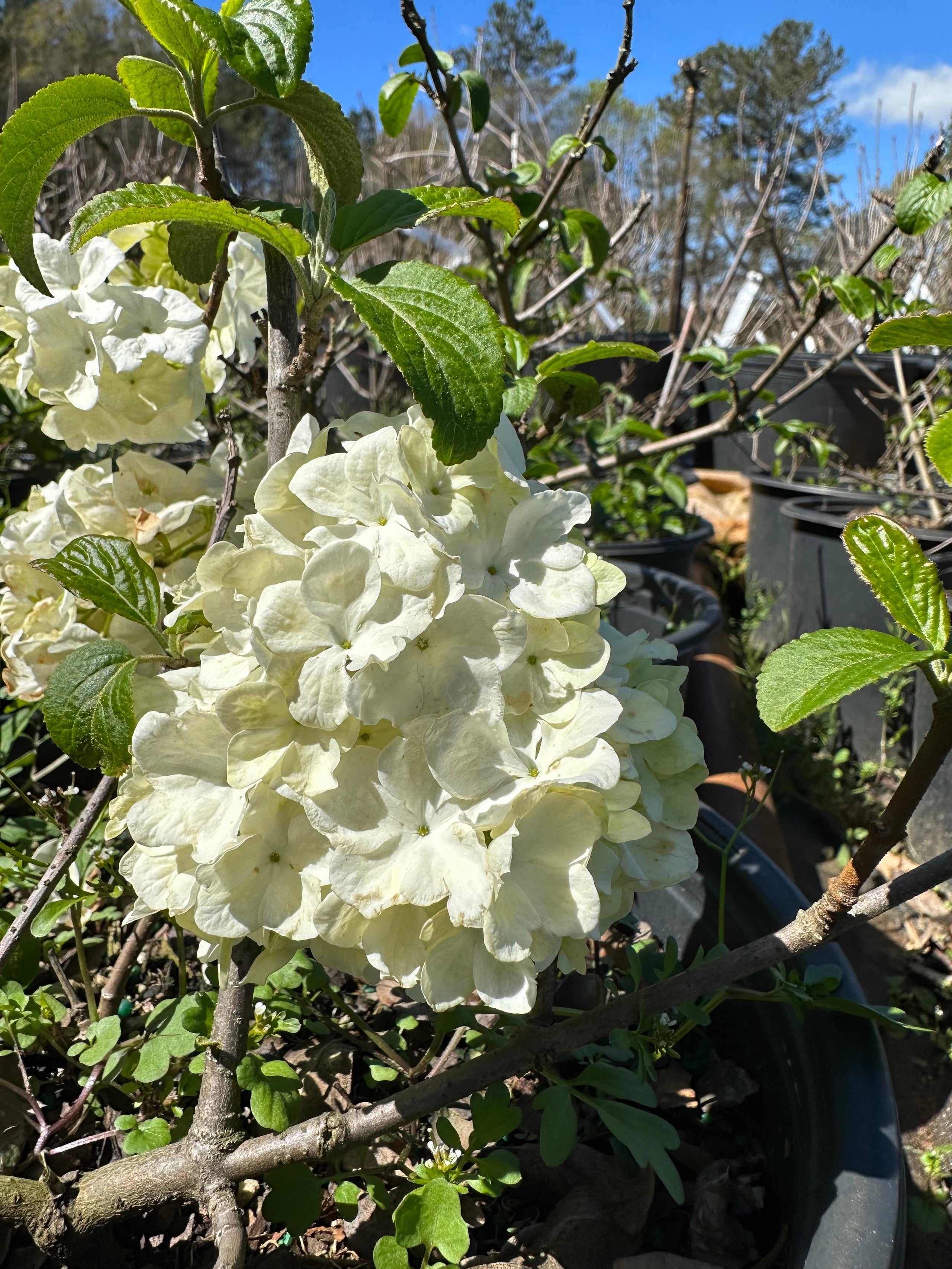 Viburnum opulus Common Snowball Viburnum 'Roseum' (Syn. 'Sterile ...