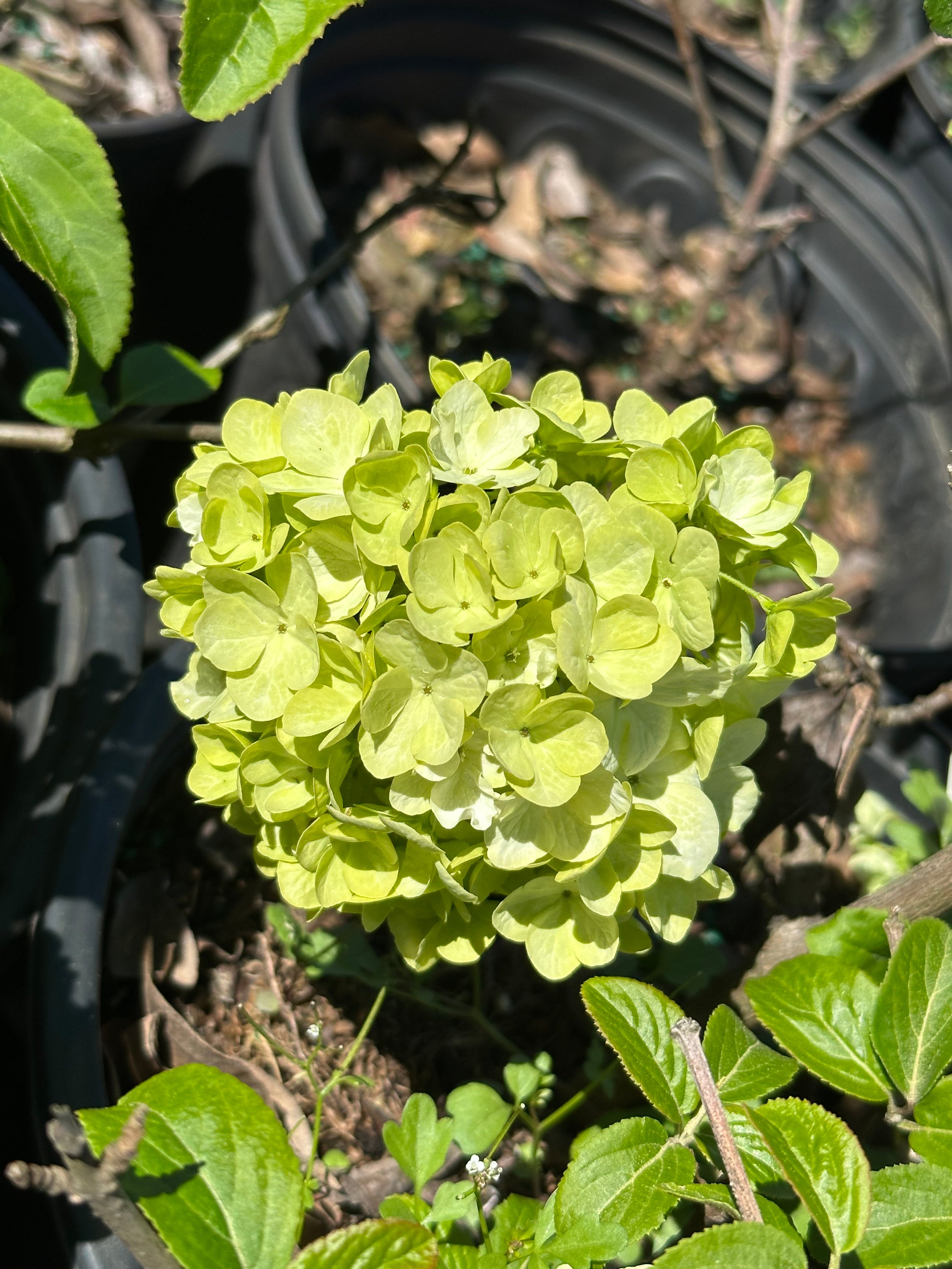 Viburnum opulus Common Snowball Viburnum 'Roseum' (Syn. 'Sterile ...