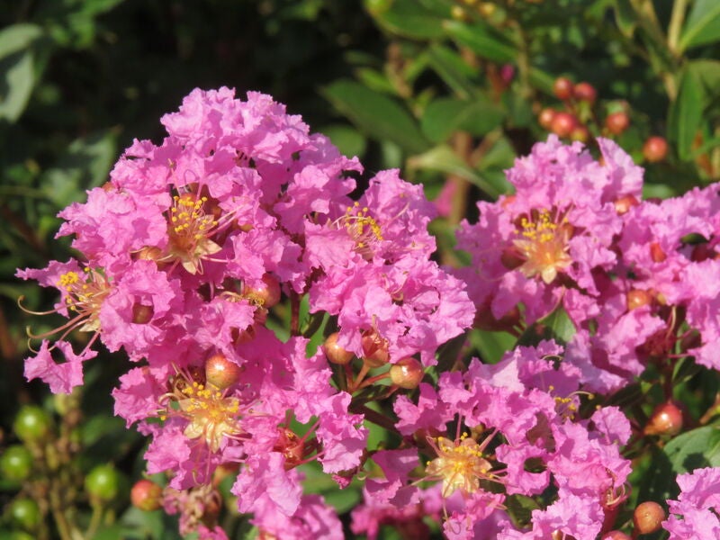 Bloomin' Easy® Princess Lyla™ Crapemyrtle Lagerstroemia x 'GA0702 ...