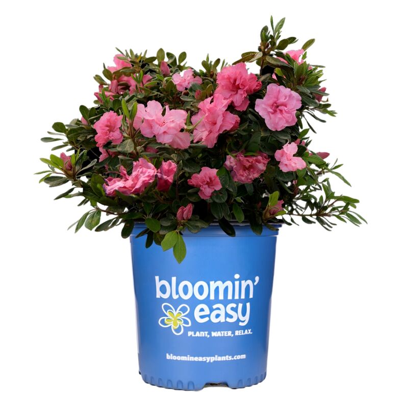 Bloomin' Easy® Ever After™ Pink Reblooming Azalea Rhododendron x 'RLH2 ...