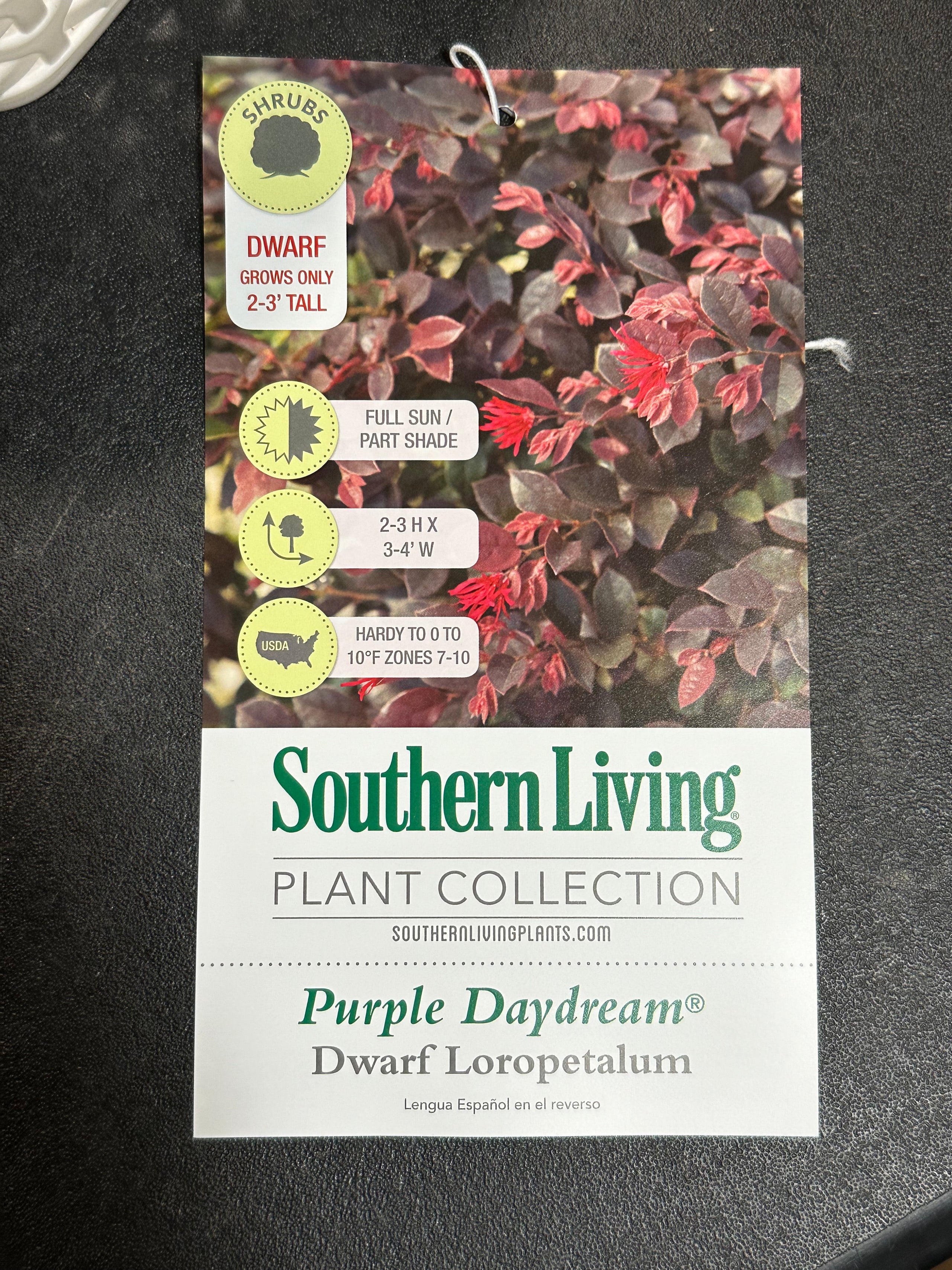 Southern Living® Purple Daydream® Dwarf Loropetalum Loropetalum ...