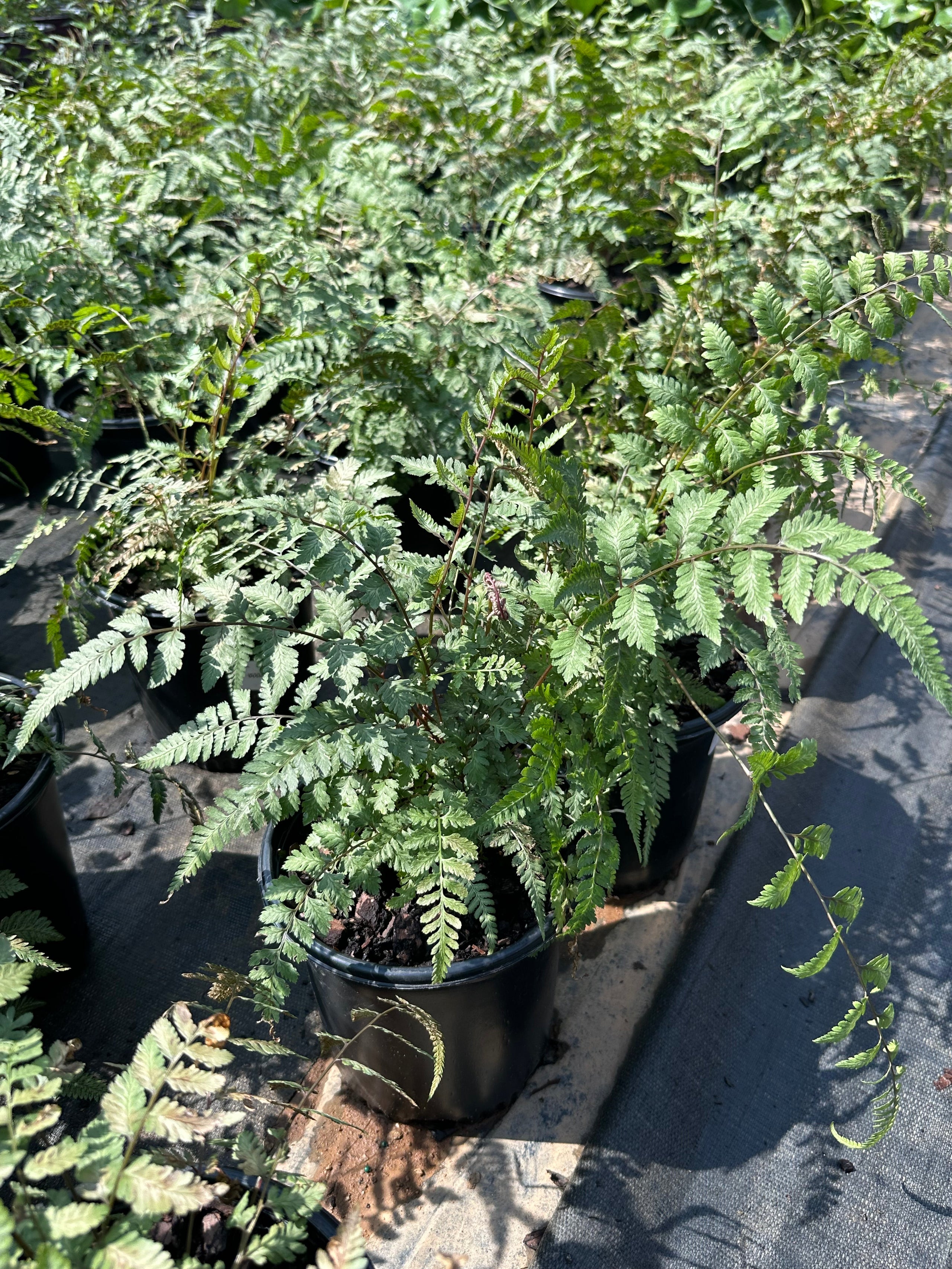 Athyrium 'Godzilla Painted Fern' | Transplant Nursery, Inc