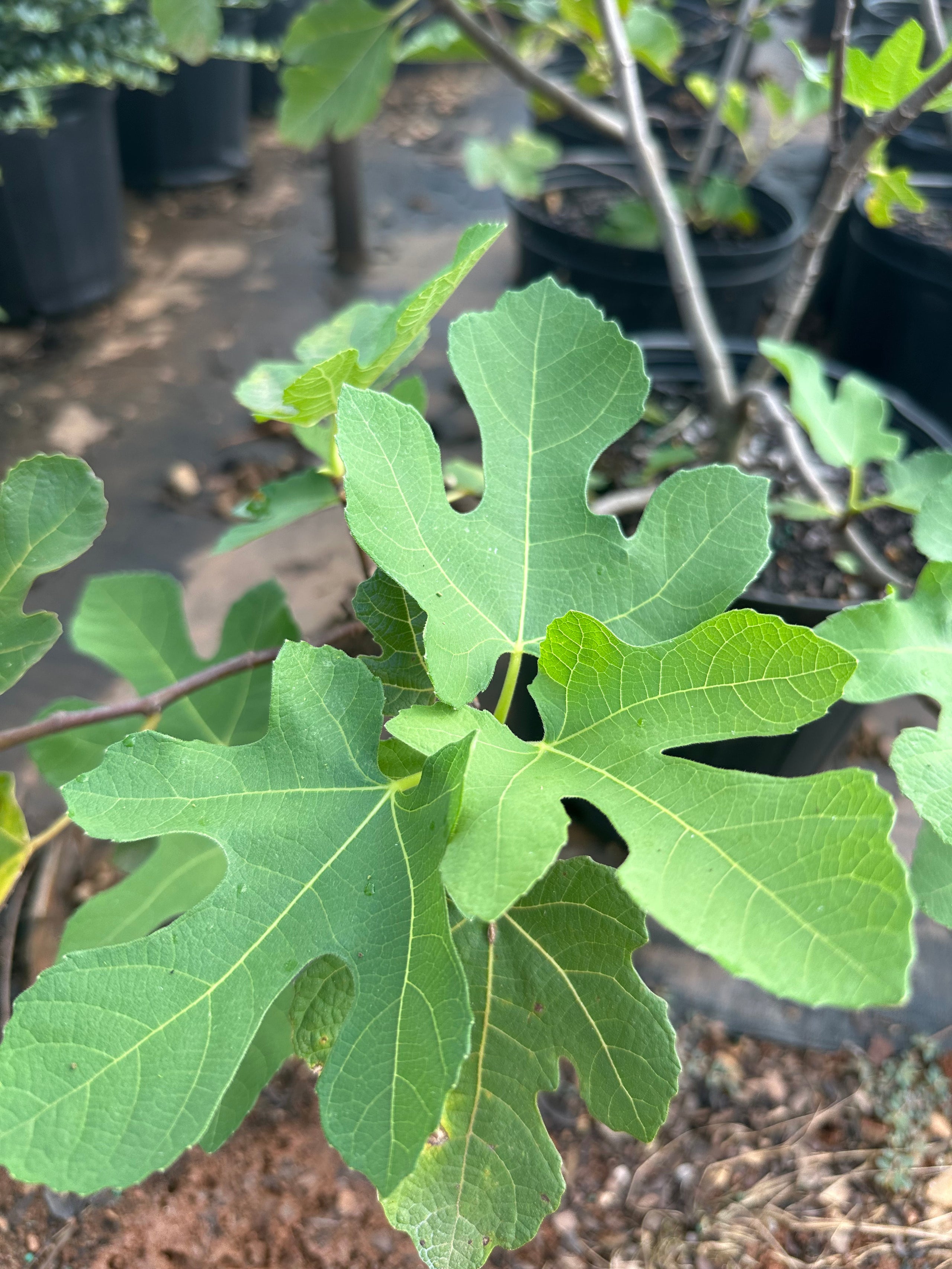 Ficus 'Brown Turkey Fig' Tree | Transplant Nursery, Inc