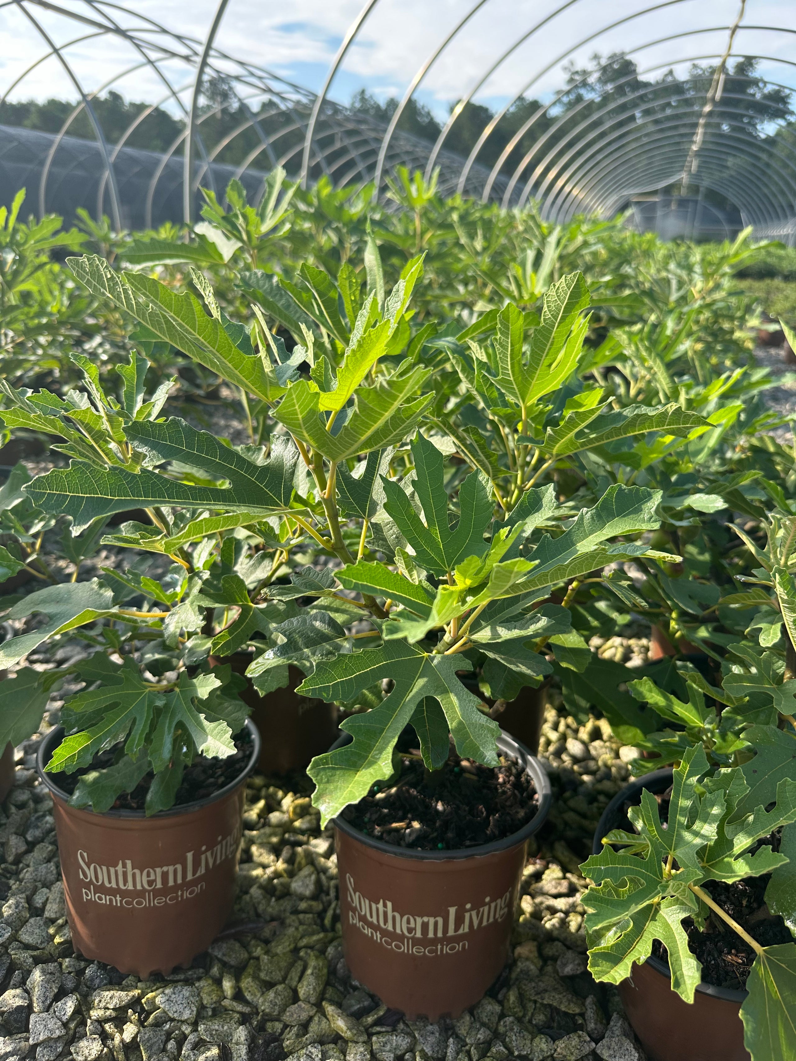 Southern Living® DownHome Harvest® 'Little Miss Figgy' Fig Ficus carica ...