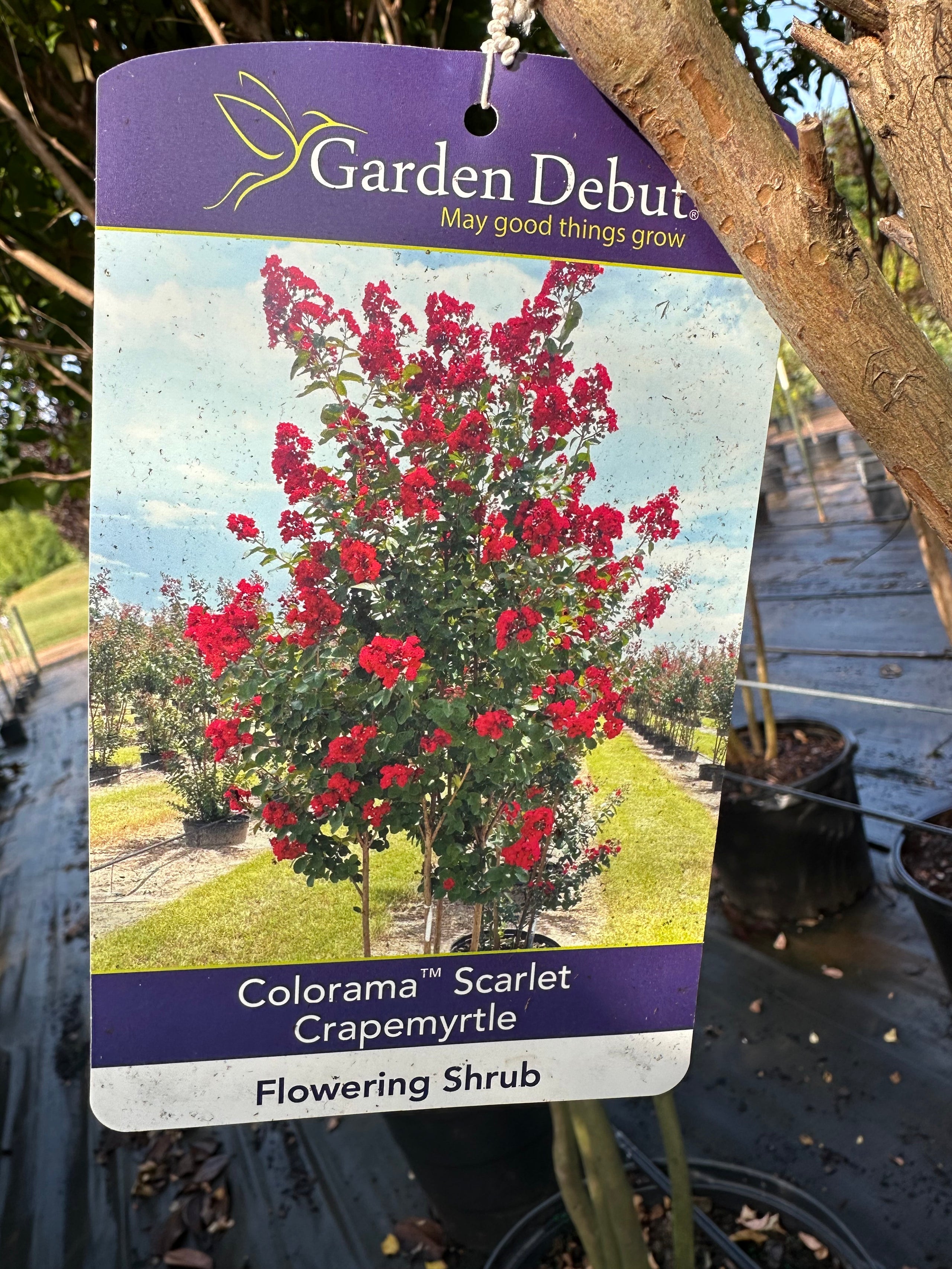 Southern Living® Colorama™ Scarlet Crapemyrtle Lagerstroemia 'JM1 ...