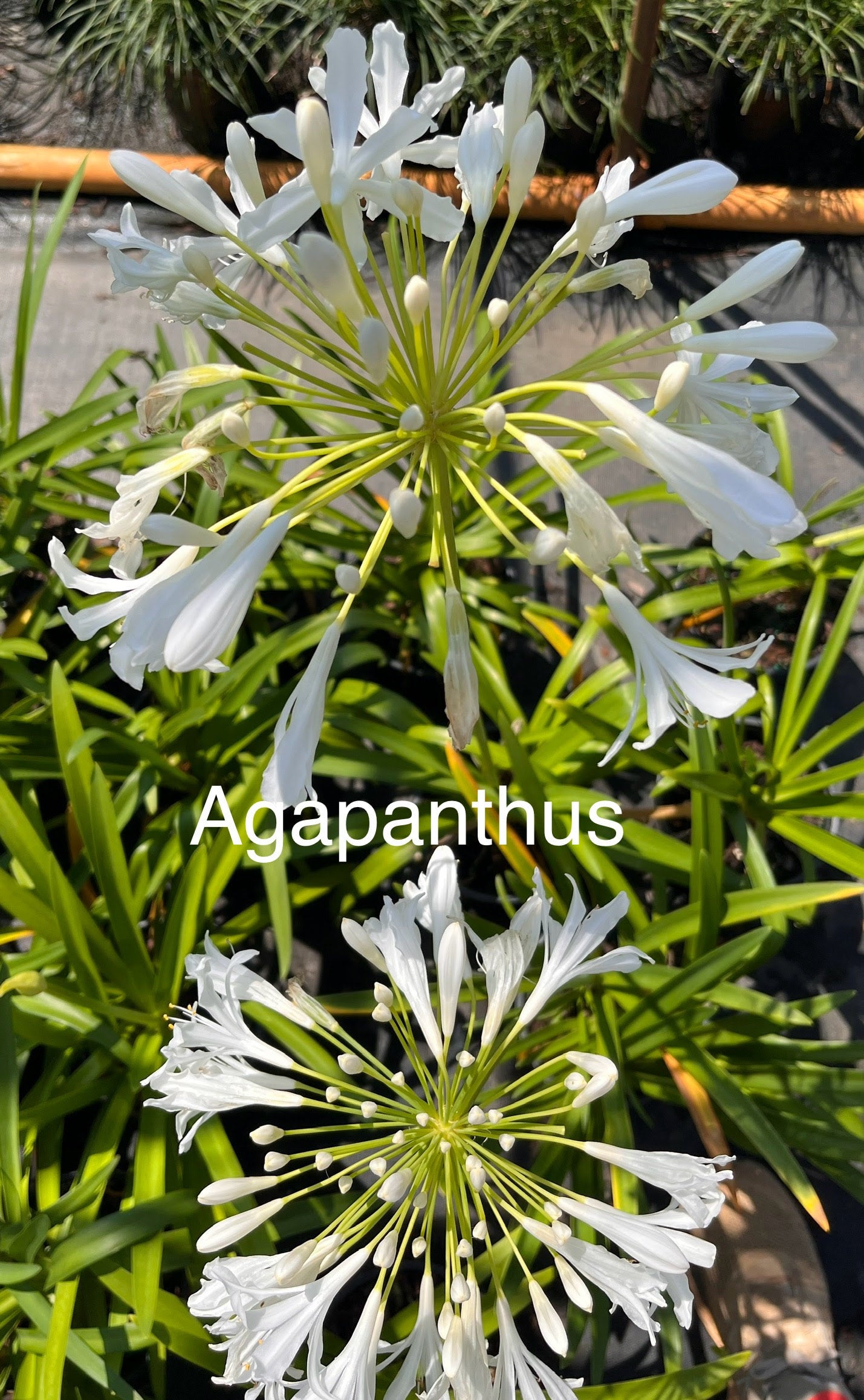 Agapanthus africanus Albus 'White Agapanthus' | Transplant Nursery, Inc