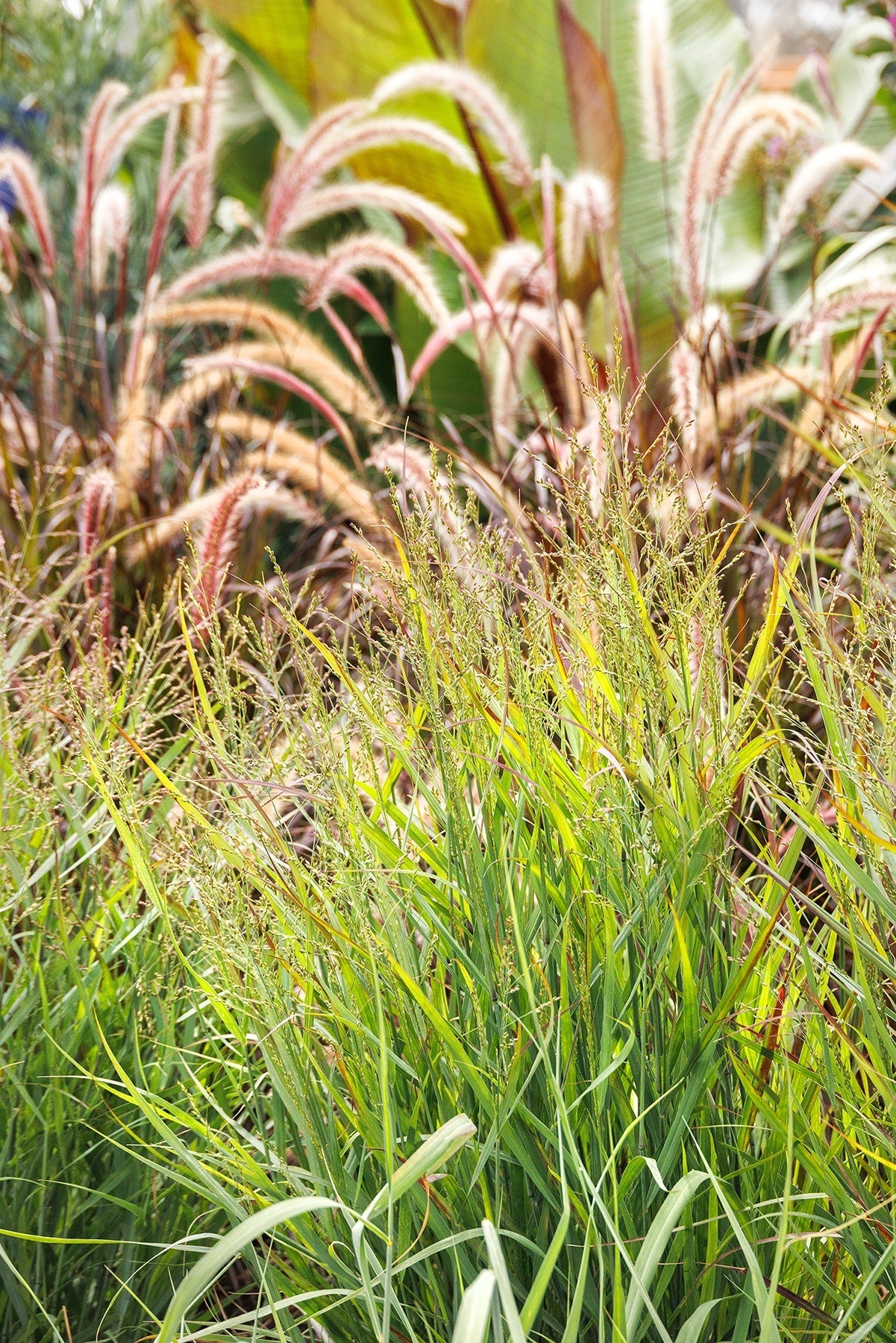 Panicum virgatum 'Heavy Metal' Blue Switch Grass | Transplant Nursery, Inc