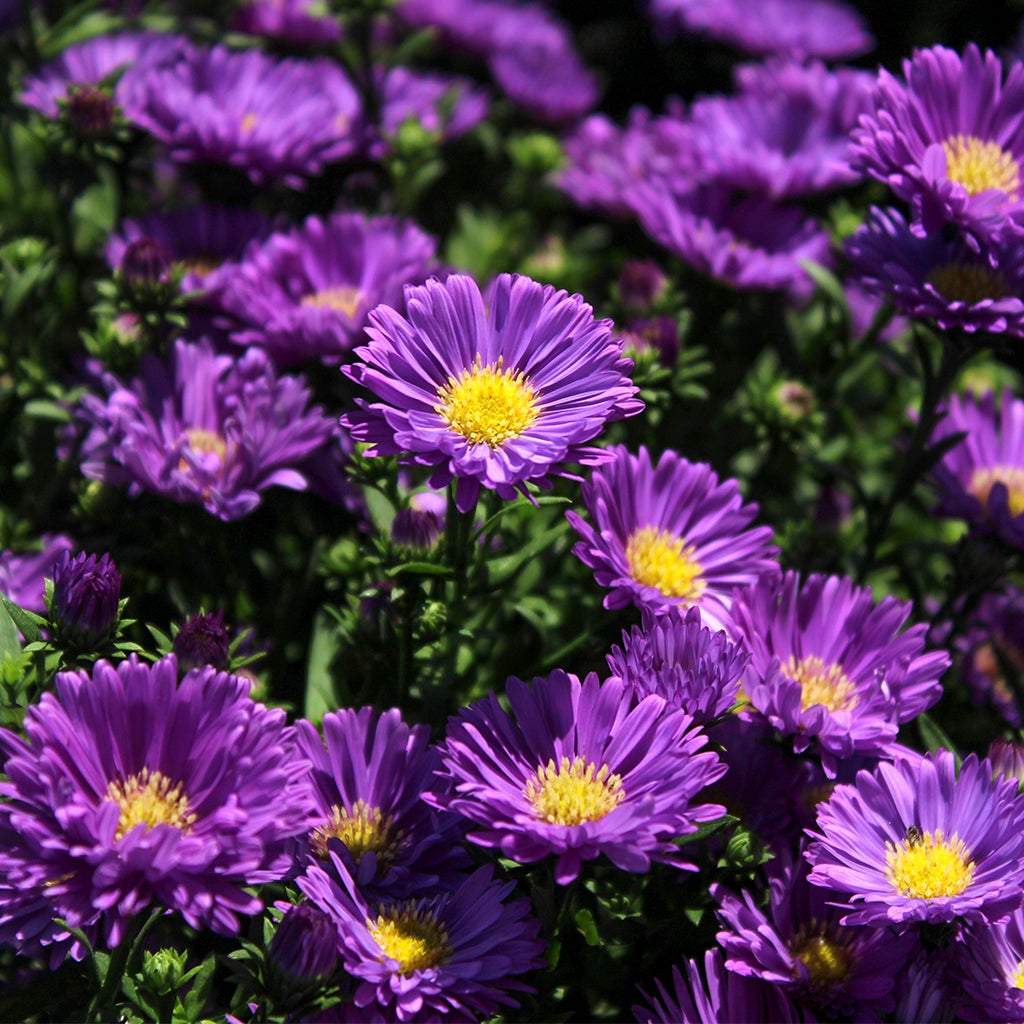 Aster novi-belgii 'Magic Purple' | Transplant Nursery, Inc