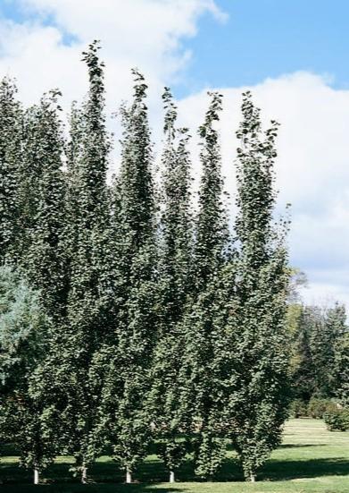 Populus tremula 'Erecta' Swedish Aspen | Transplant Nursery, Inc