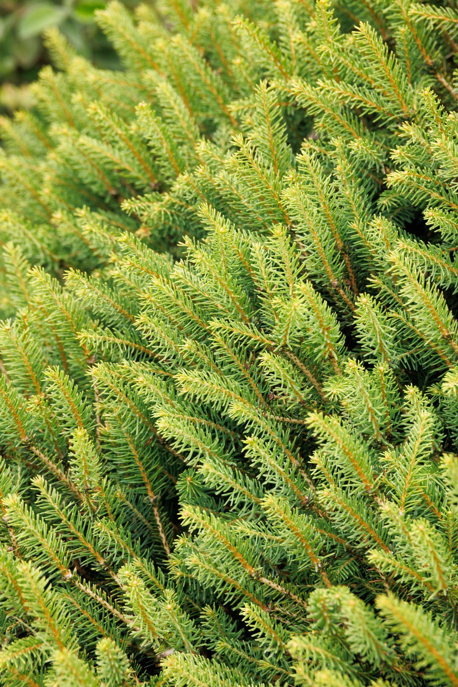 Picea abies 'Nidiformis' Bird's Nest spruce | Transplant Nursery, Inc