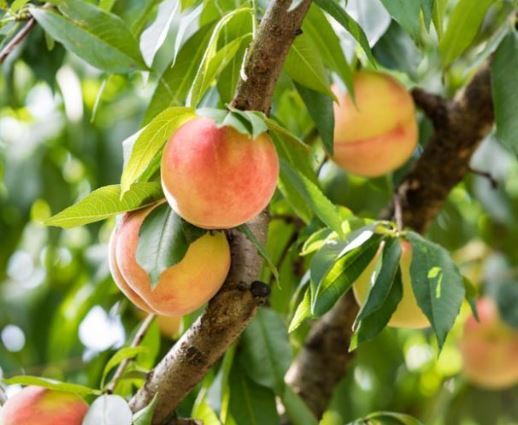 Prunus persica 'Belle of Georgia' Peach Tree | Transplant Nursery, Inc