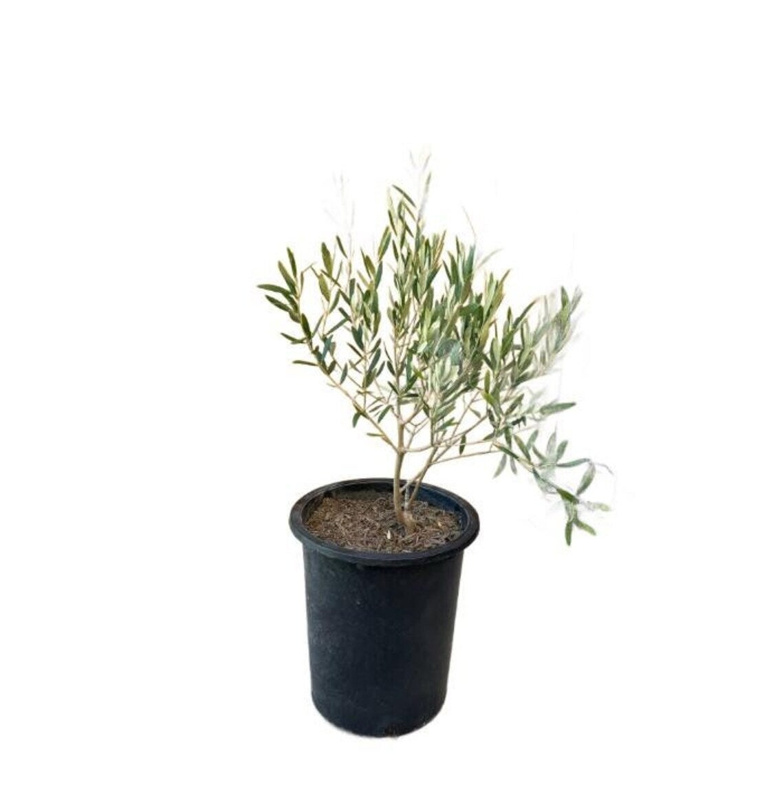 Olea europaea 'Wilsonii' Olive Tree | Transplant Nursery, Inc