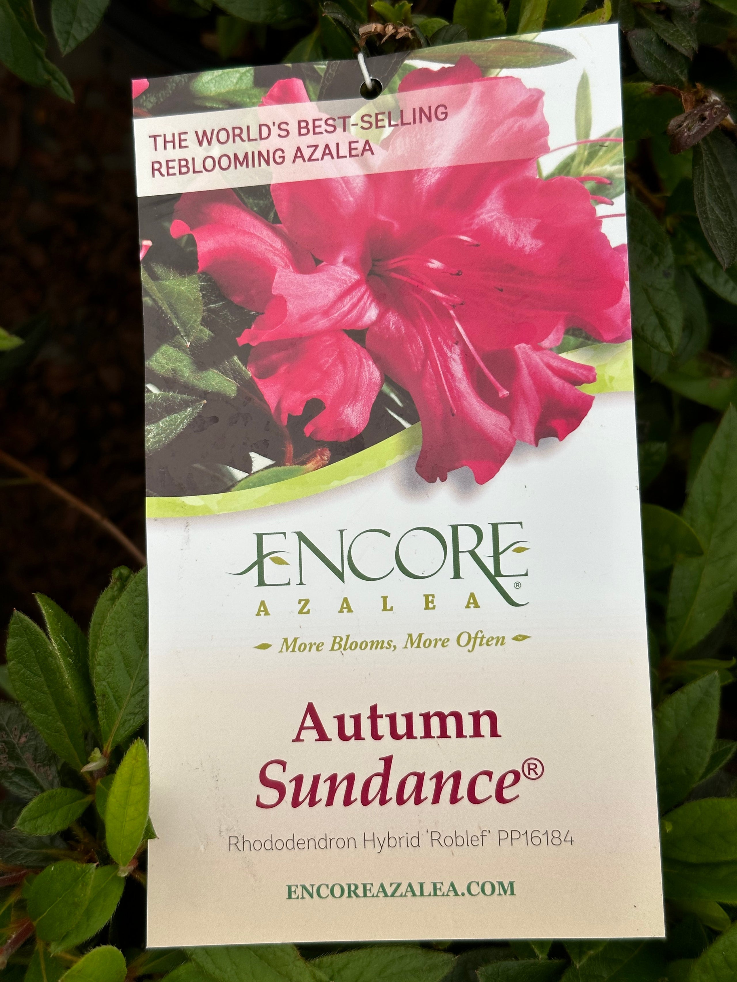 Encore Azalea® Autumn Sundance® Rhododendron 'Roblef' PP16184 ...