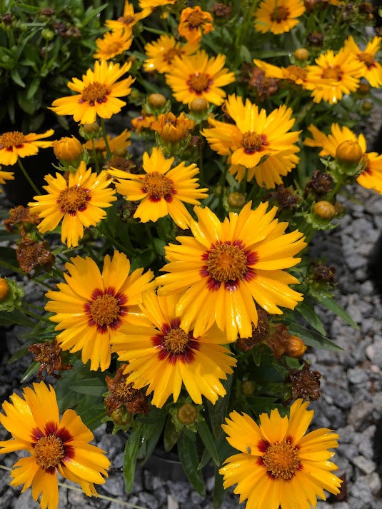 Coreopsis grandiflora 'Bright Touch' Solanna™ | Transplant Nursery, Inc